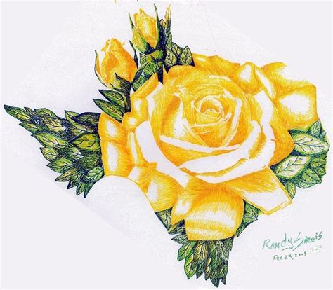 Yellow Rose Drawing At Explore Collection Of