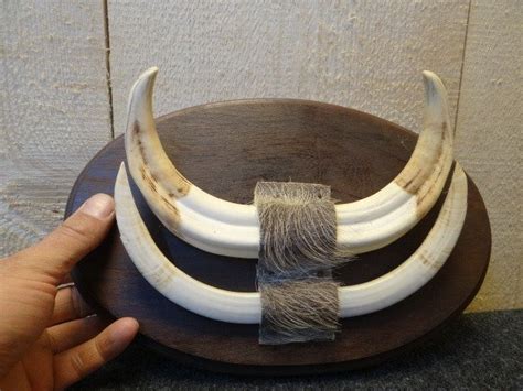 Large African Warthog Tusks On Shield Phacochoerus Catawiki