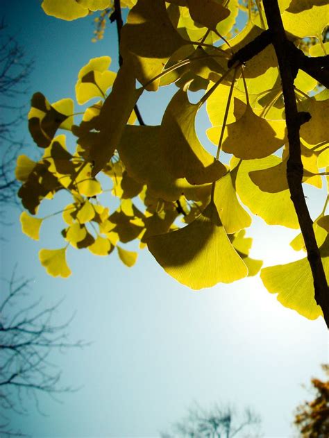 Gingko Tree Gingko Bonsai Art Nature