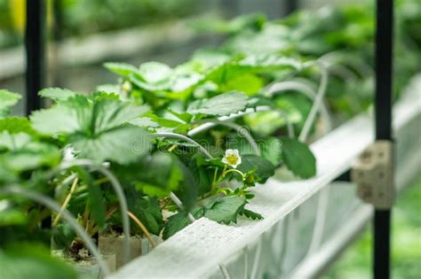Stacked Strawberry Polka Plants And Flowers Isolated For Precise Microclimate Control In