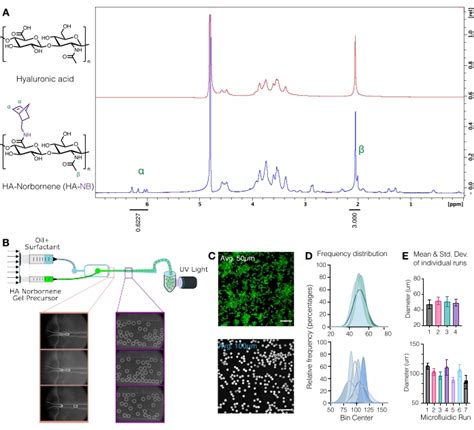 Controlling Particle Fraction In Microporous Annealed Particle Scaffolds For 3d Cell Culture