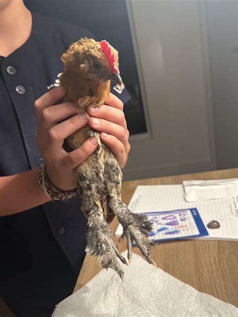 Chicken Showed Up At Our Door Any Idea On Breed Or Sex R Chickens