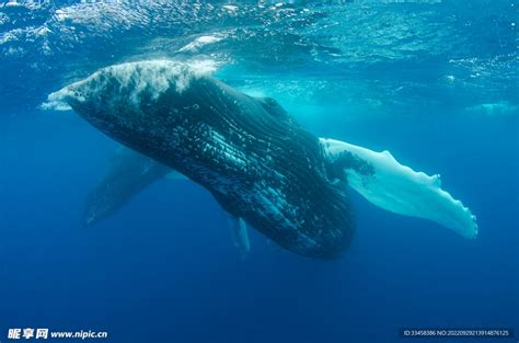 鲸鱼摄影图海洋生物生物世界摄影图库昵图网