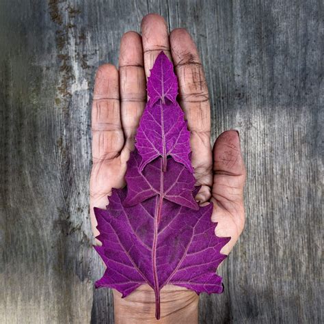 Buy Spinach Red Orach Seeds She Grows Veg