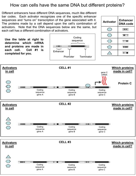 Gene Expression Dna Vs Protein Production Worksheet