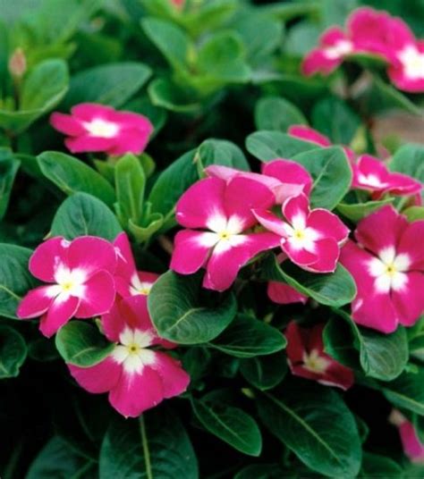 22 Best Types Of Vincas Madagascar Periwinkle Varieties