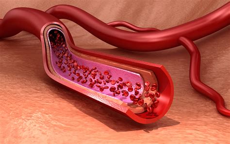 Endothelial Cells For Vascular Research