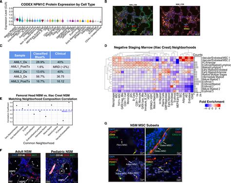 Mapping The Cellular Biogeography Of Human Bone Marrow Niches Using