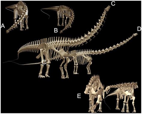 Apatosaurus A And Diplodocus B Are Shown In Extreme Lateroventral Download Scientific