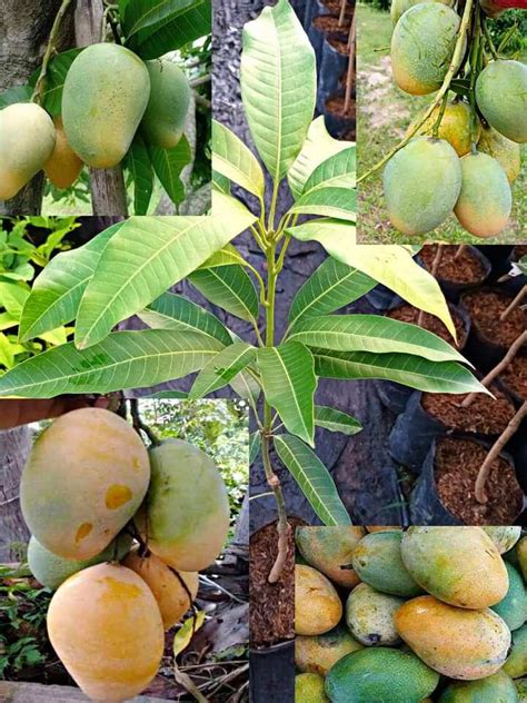 มะม่วงแก้วบ้าน แก้วโบราณ แบบเสียบยอด เริ่มหายากแล้วผลสุกรสชาติหวานหอม ผลดิบไม่