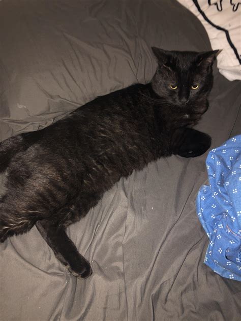 Aww My Skrunkly Cat R 196