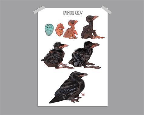 Carrion Crow Science Growth Chart Illustration — The Art Of Crowartist