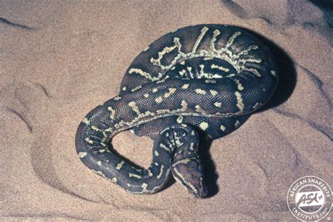 Anchieta S Dwarf Python African Snakebite Institute