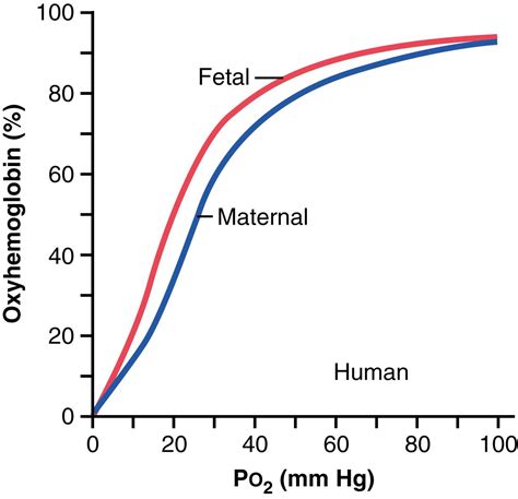 Pregnancy And Lactation Clinical Tree
