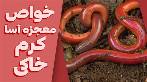 خواص کرم خاکی کرم خاکی برای لوازم آرایشی، بهداشتی، طب سنتی و دارویی