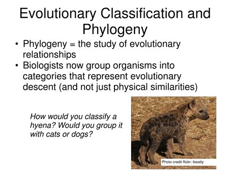 Ppt Evolutionary Classification And Phylogeny Understanding Organisms Powerpoint Presentation