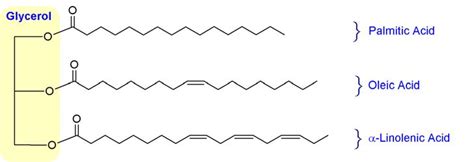 A Triglyceride Is An Ester Derived From Glycerol And Three Fatty Acids