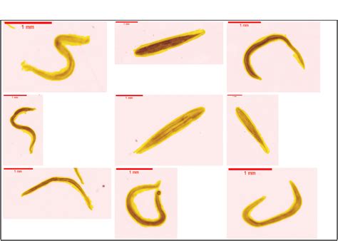 Identification Guide Of Mesozooplanktonic Organisms In The Ligurian Sea