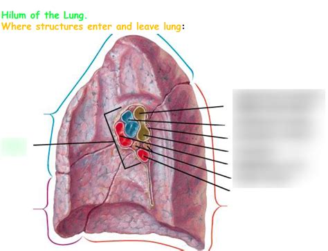 Diagram Of Hilum Quizlet