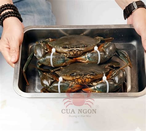 Cua Cà Mau Thịt Y5 Đặc Sản Tươi Ngon Từ Đất Mũi