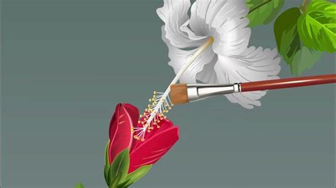 Steps Of Artificial Hybridization Artificial