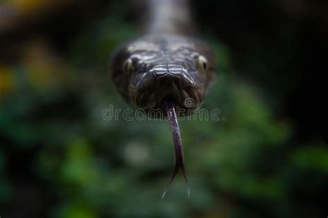 Close Up Of A Burmese Python On Ground Stock Image Image Of Genetic