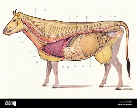 Parts Of The Digestive System Of A Cow At Douglas Byrd Blog