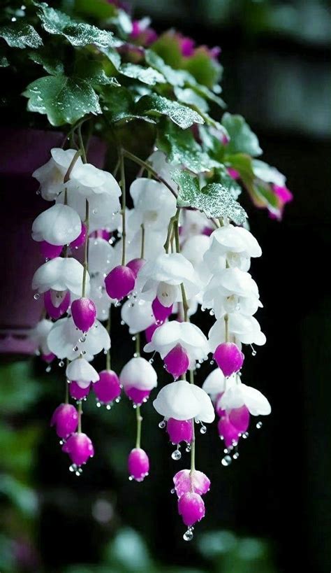 Pin On Wallpaper Exotic Flowers Beautiful Flowers Pictures Rose