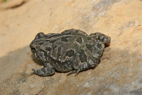 Fowlers Toad Pa Herp Identification