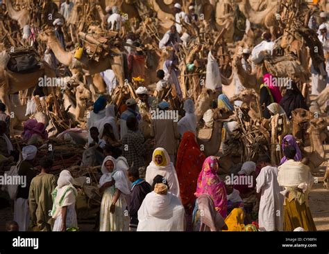 Monday Camel Market In Keren Eritrea Stock Photo Alamy
