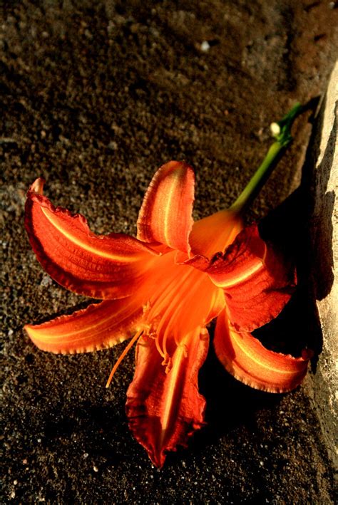 Img1751a Chothia Flickr