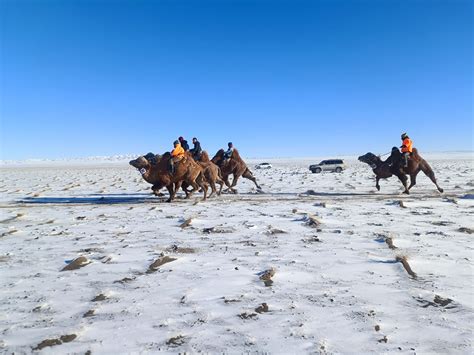 Duuren Life Өмнөговь аймагт баруун бүсийн хурдан тэмээний уралдаан боллоо
