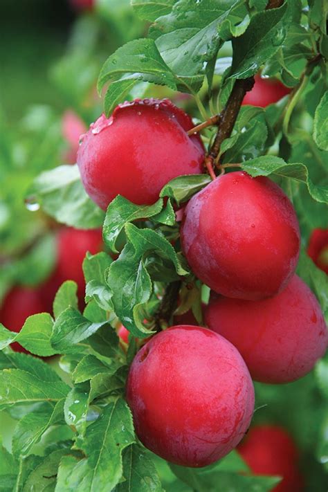 Plum Tree ‘bruce De Groot Inc Perennials Daylilies Fruits