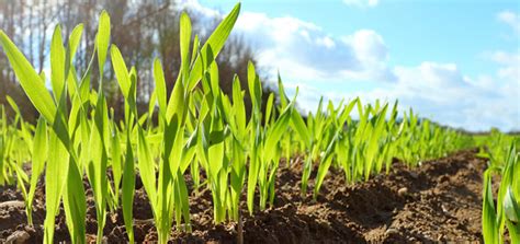 Smart Sensors For Accurate Soil Measurements AGRIVI