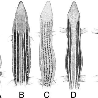 Influence Of Geographic Distribution On Parasite Loads In Teiid Lizards