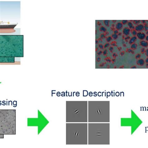 Working Steps Of The Image Processing Software Mangan Analyzer Download Scientific Diagram