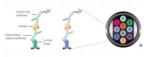 Msd超敏电化学发光平台 乐备实labex官网