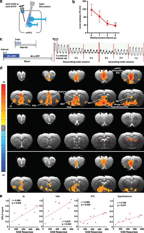 Mpfc Stimulation Increases Fmri Bold Signals In Downstream Regions A Download Scientific