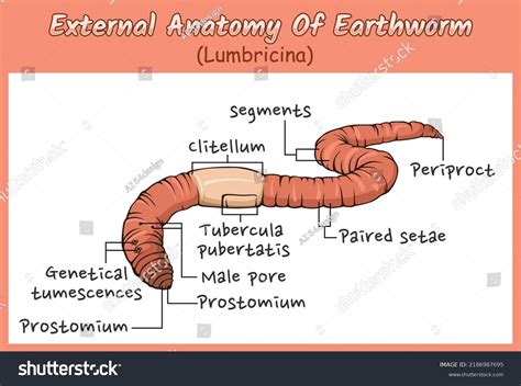 Earthworm Simple External Anatomy