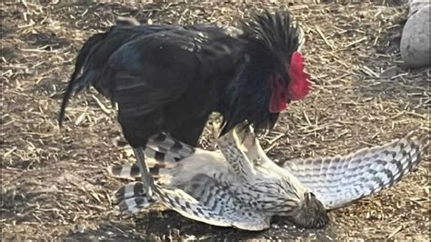 Wildbuzz Hawk In A Hen Harem Hindustan Times