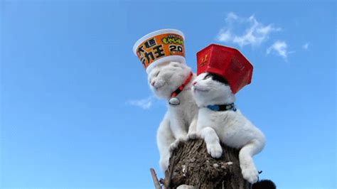 mrw i ve proven that we can upload from mobile but ppl still