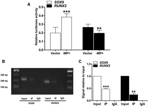 mif regulated the transcription of sox9 and runx2 by interacting with