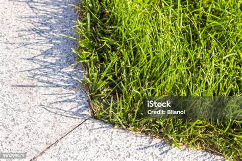 화창한 여름 날에 신선한 녹색 밝은 잔디의 상세한 이미지를 클로즈업 아름 답게 채 초 한 잔디밭 좋은 나머지 지역 0명에 대한 스톡 사진 및 기타 이미지 Istock