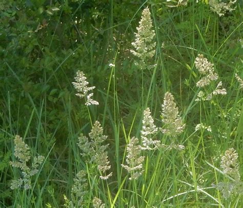 Texas State Grass
