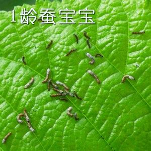 三龄蚕宝宝的样子 三龄蚕的外形特征 蚕龄图 第3页 大山谷图库