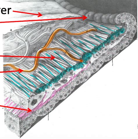 Ch3 Iris Histology Diagram Quizlet