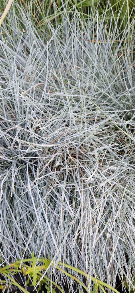 Festuca Glauca Intense Blue Shop Festuca Proctors Nursery