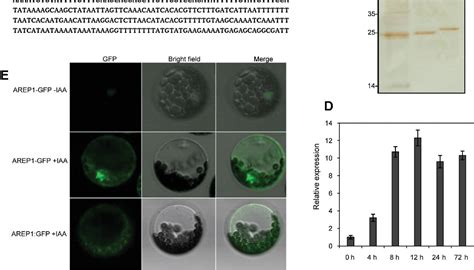 Figure 1 From An Auxin Responsive Endogenous Peptide Regulates Root