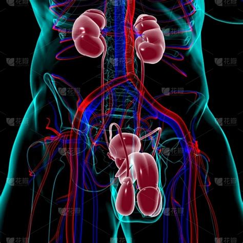 用于医学概念3d渲染的男性生殖系统解剖学素材 花瓣网