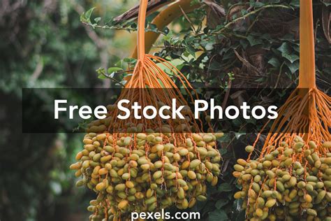 Productive Tree Photos Download The Best Free Productive Tree Stock